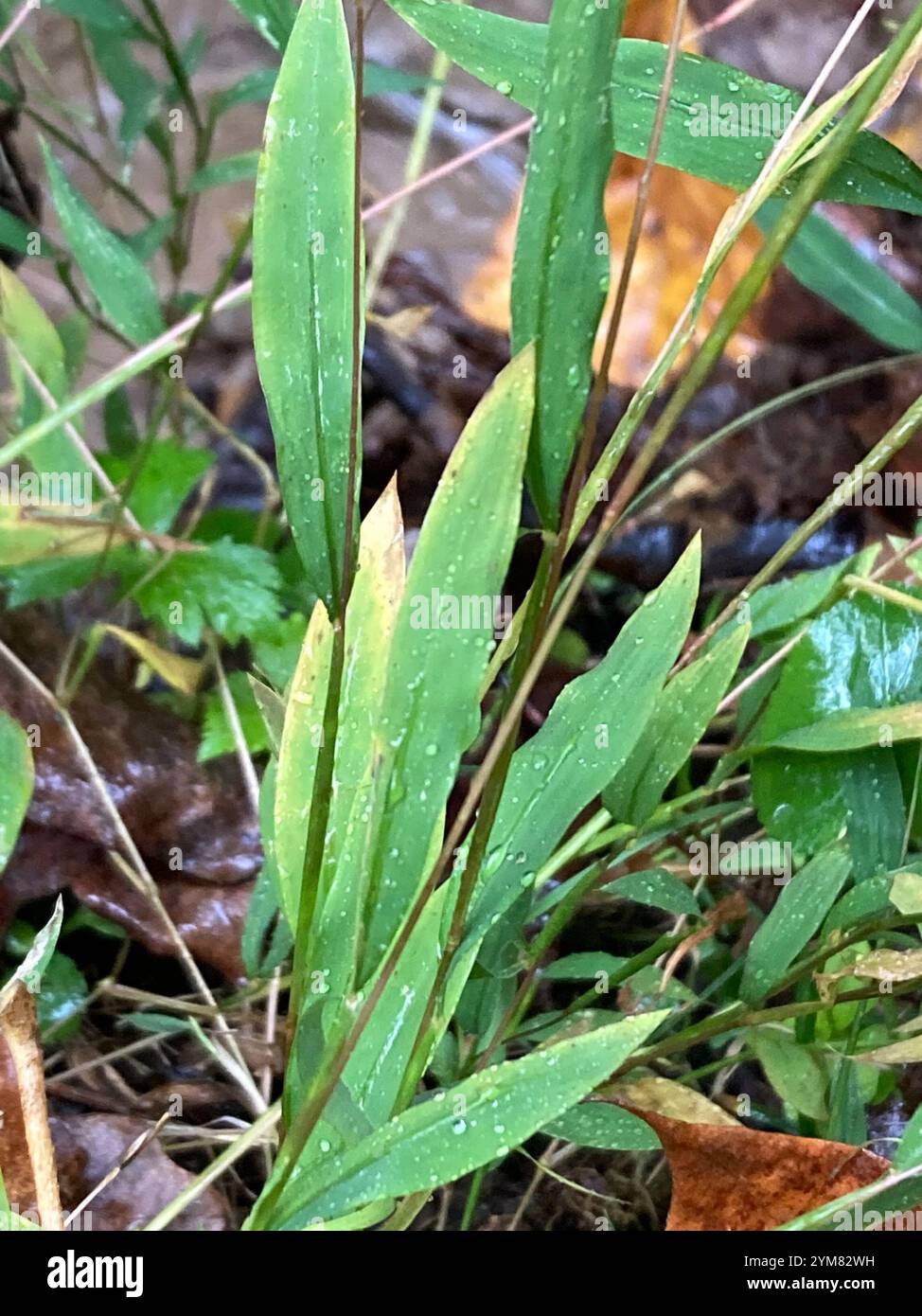 Japanese stiltgrass (Microstegium vimineum Stock Photo - Alamy