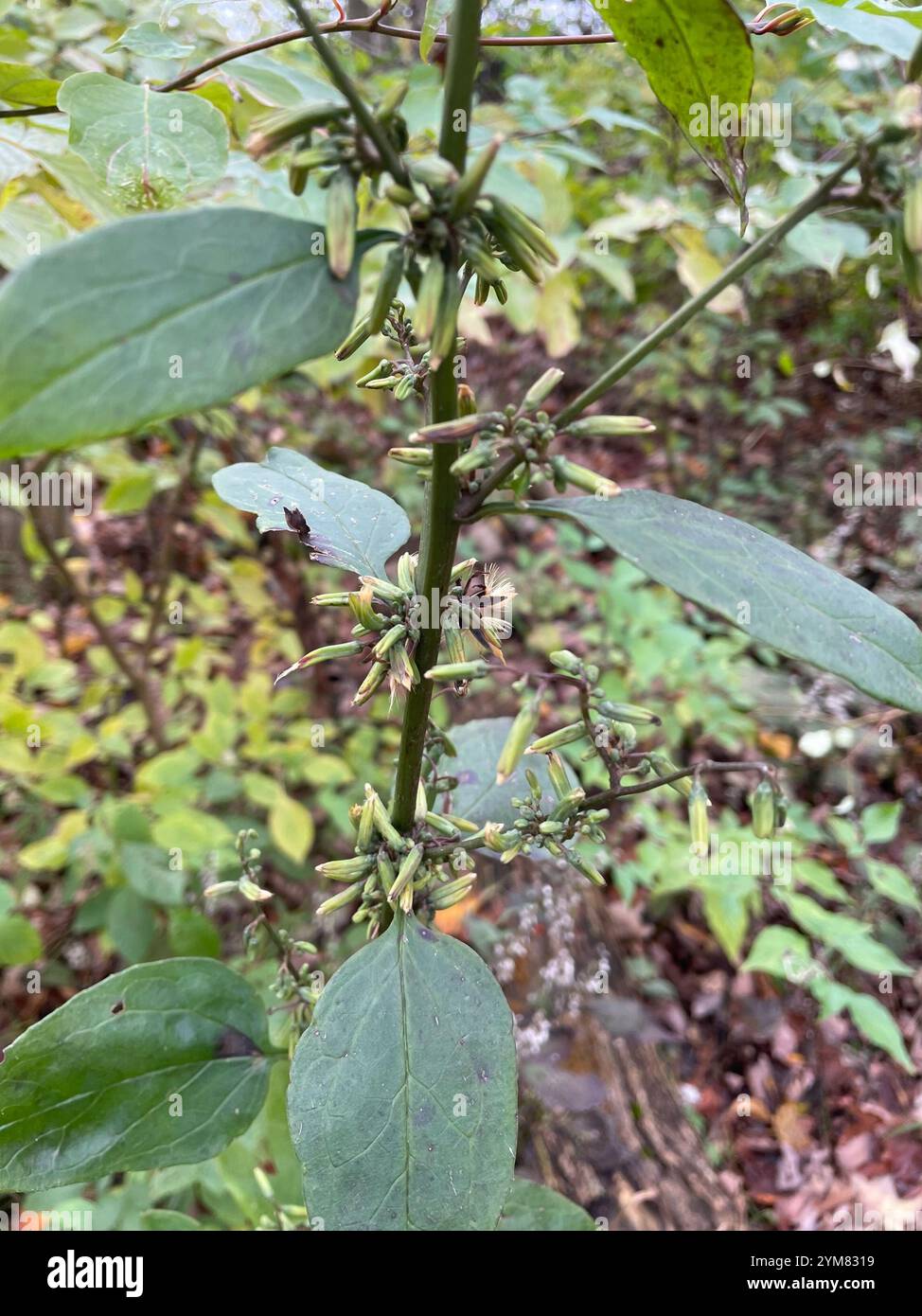 tall rattlesnake root (Nabalus altissimus Stock Photo - Alamy