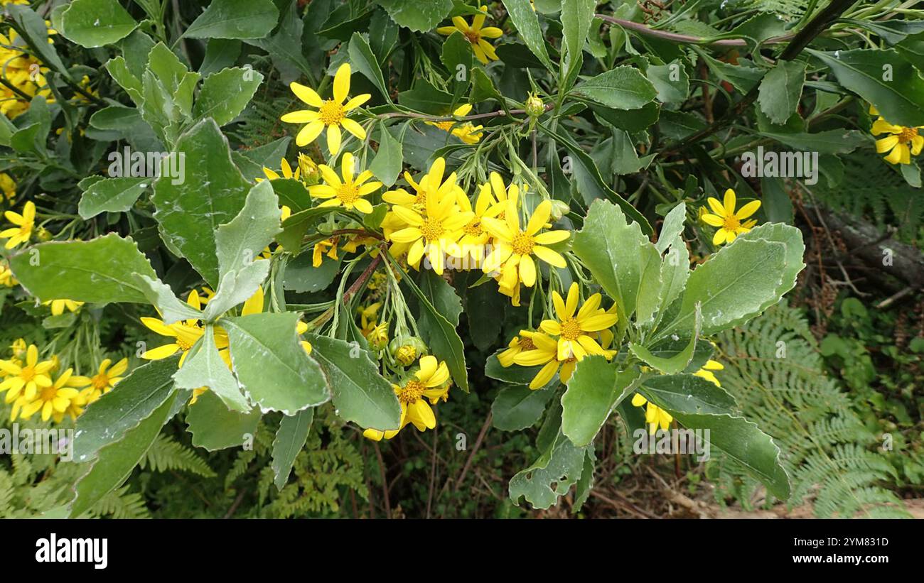 Bietou (Osteospermum moniliferum Stock Photo - Alamy