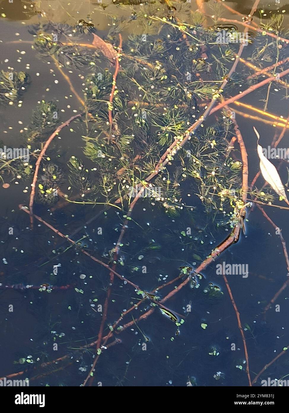 coontail (Ceratophyllum demersum Stock Photo - Alamy