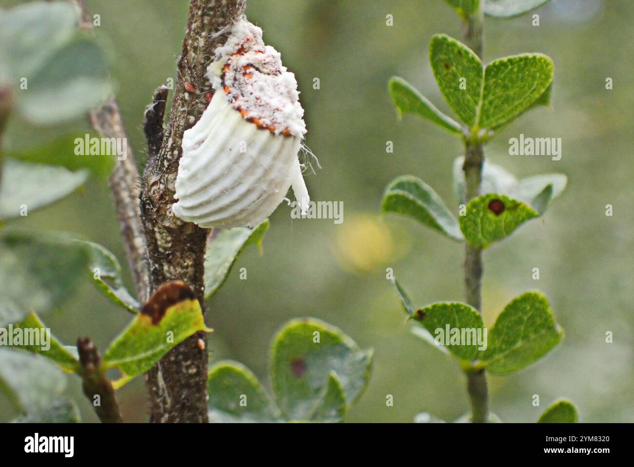 Cottony cushion scale hi-res stock photography and images - Alamy