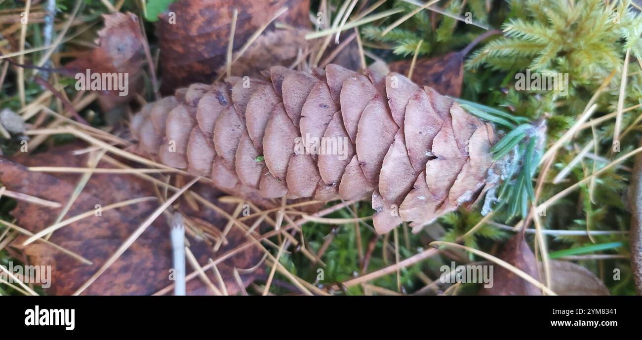 Siberian spruce (Picea obovata Stock Photo - Alamy