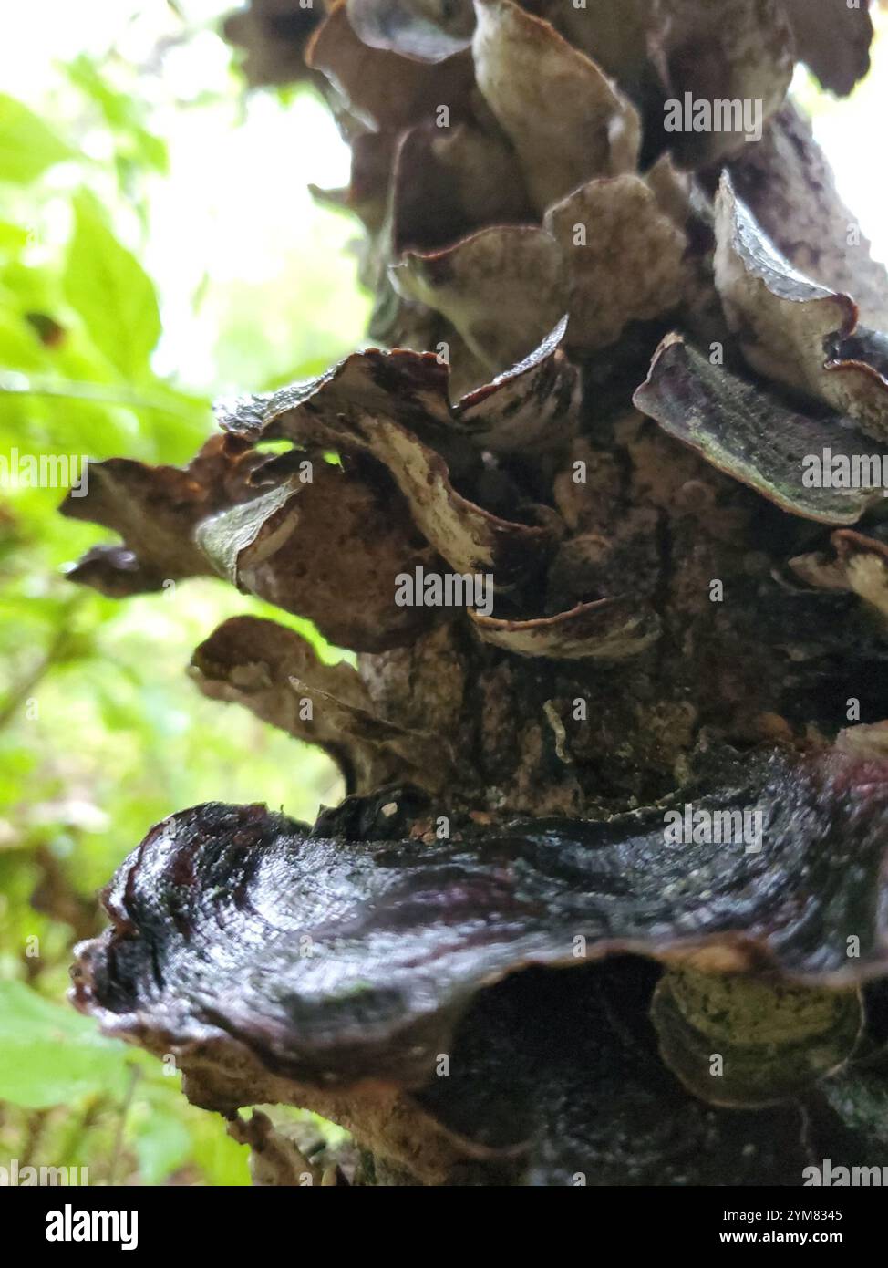 Oak Curtain Crust Fungus (Hymenochaete rubiginosa Stock Photo - Alamy