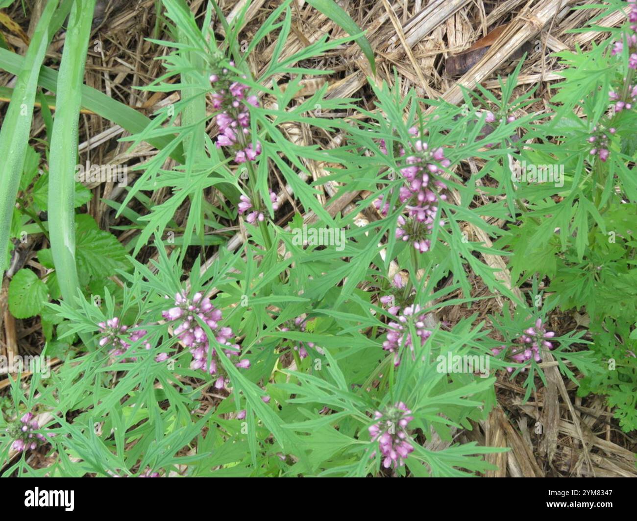 Chinese motherwort (Leonurus japonicus Stock Photo - Alamy