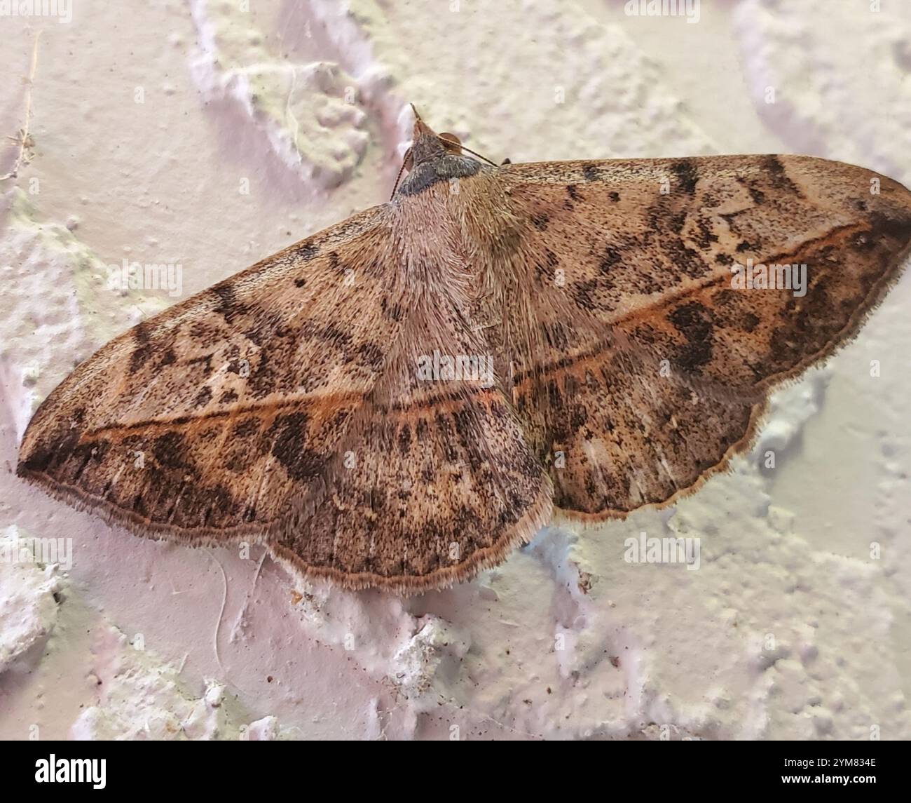 Velvetbean Caterpillar Moth (Anticarsia gemmatalis Stock Photo - Alamy