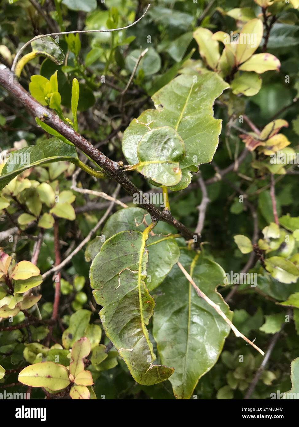 New Zealand passionflower (Passiflora tetrandra Stock Photo - Alamy