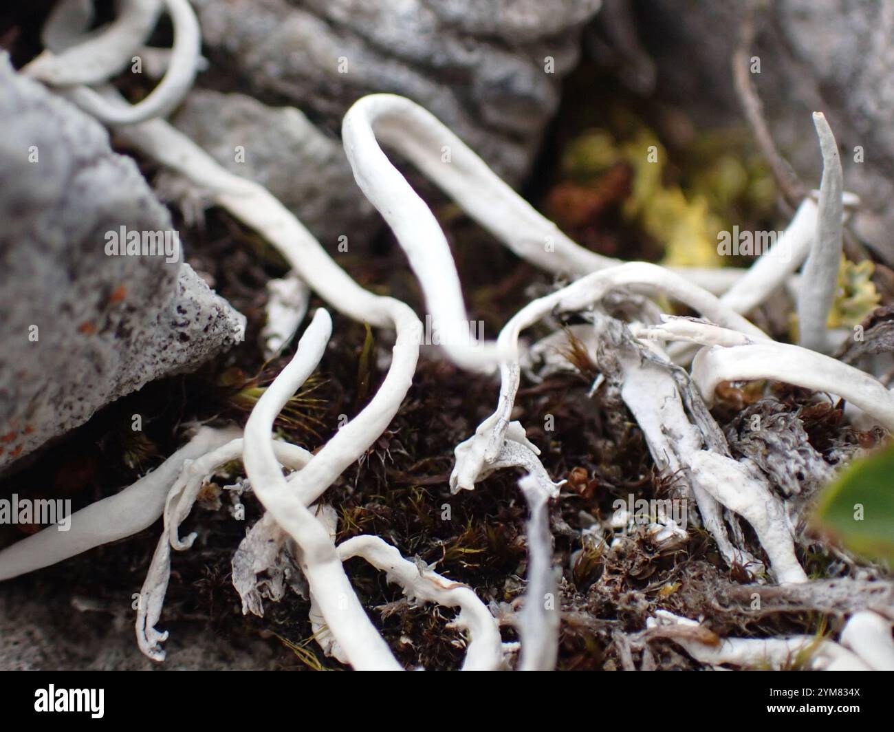 Whiteworm lichen hi-res stock photography and images - Alamy