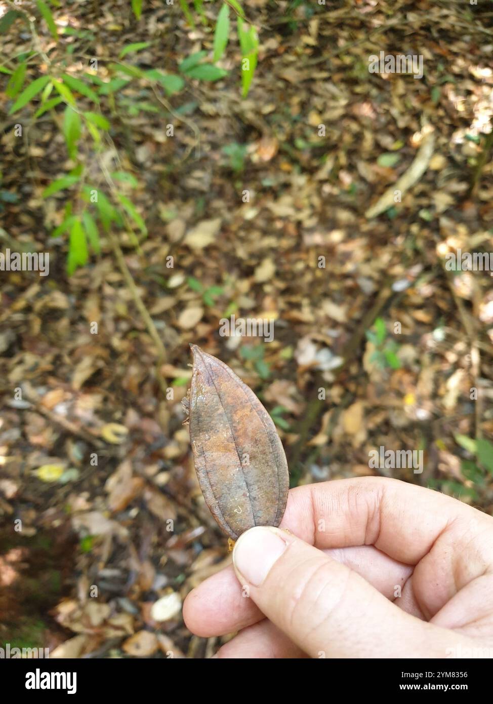 scrub turpentine (Rhodamnia rubescens Stock Photo - Alamy