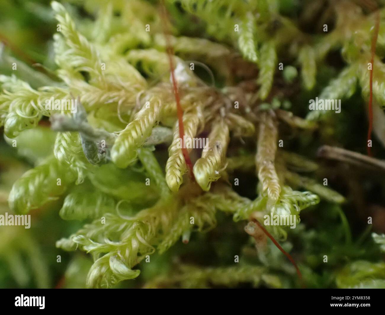 Sickle-leaved Hook-moss (Sanionia uncinata Stock Photo - Alamy