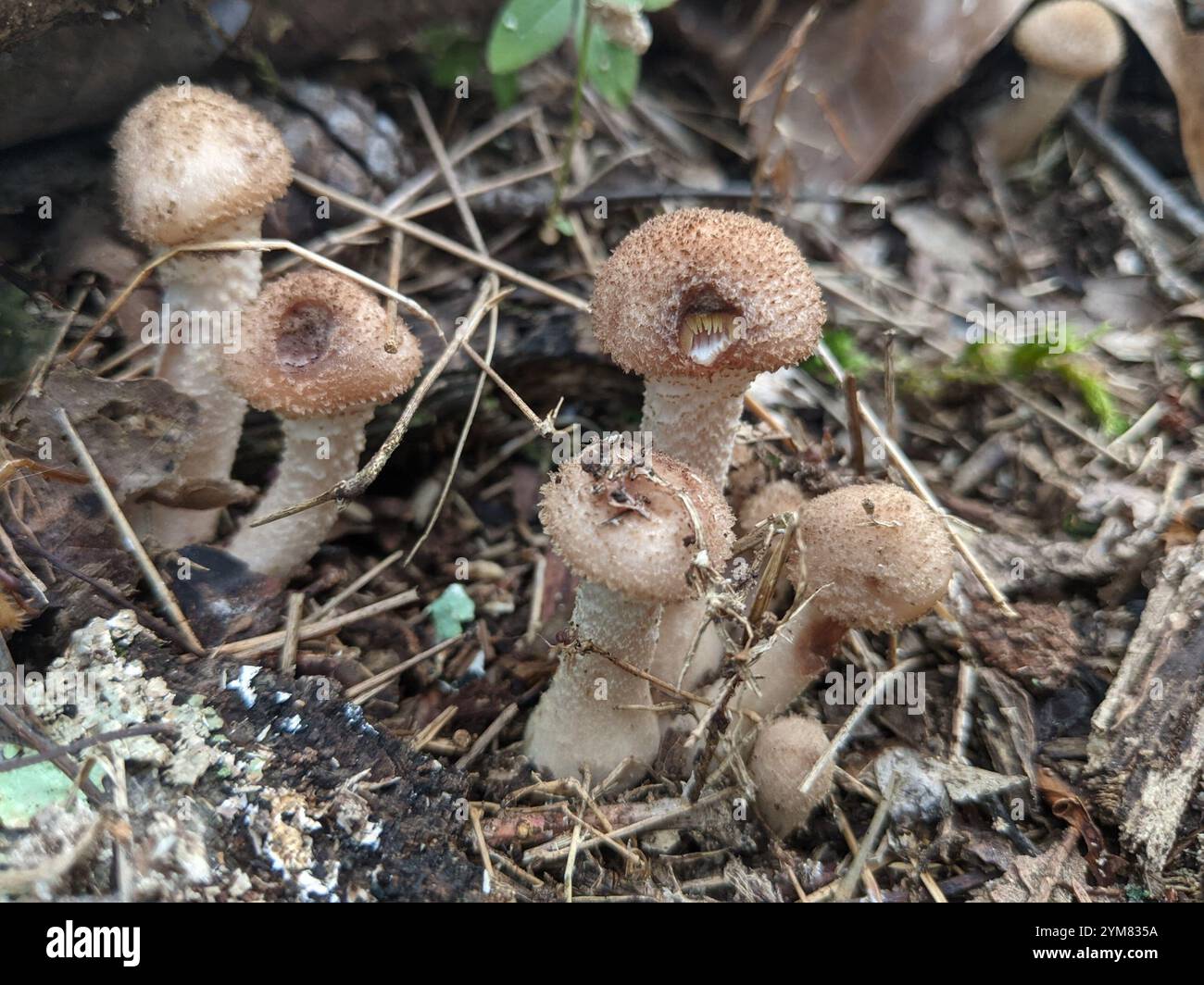 honey mushrooms (Armillaria Stock Photo - Alamy
