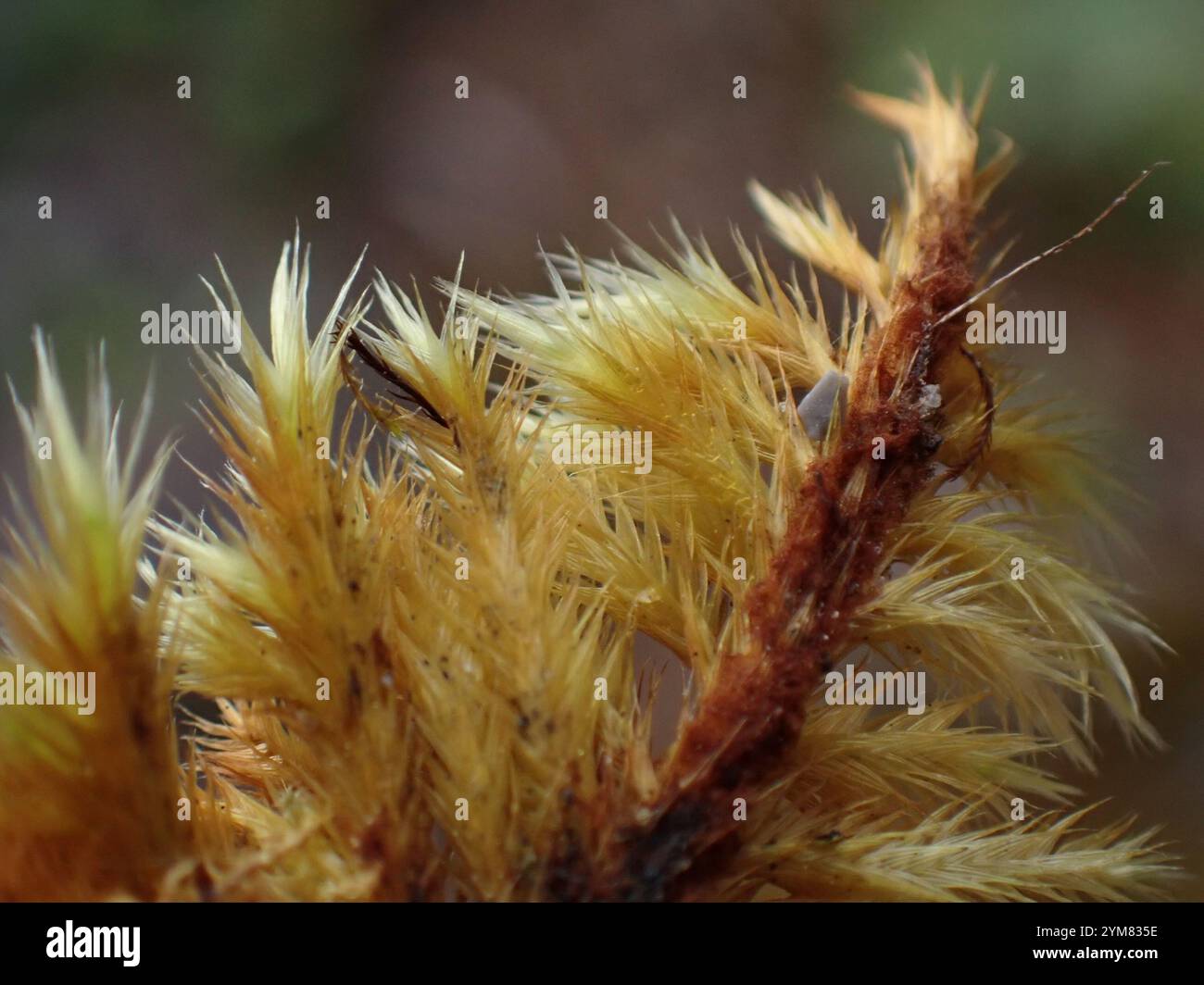 Golden Fuzzy Fen Moss (Tomentypnum nitens Stock Photo - Alamy