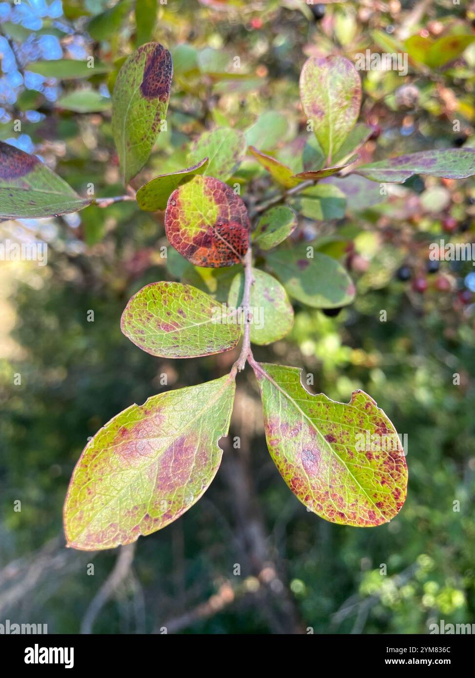 sparkleberry (Vaccinium arboreum Stock Photo - Alamy
