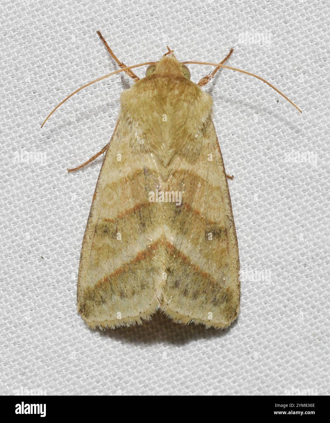 Chloridea virescens hi-res stock photography and images - Alamy