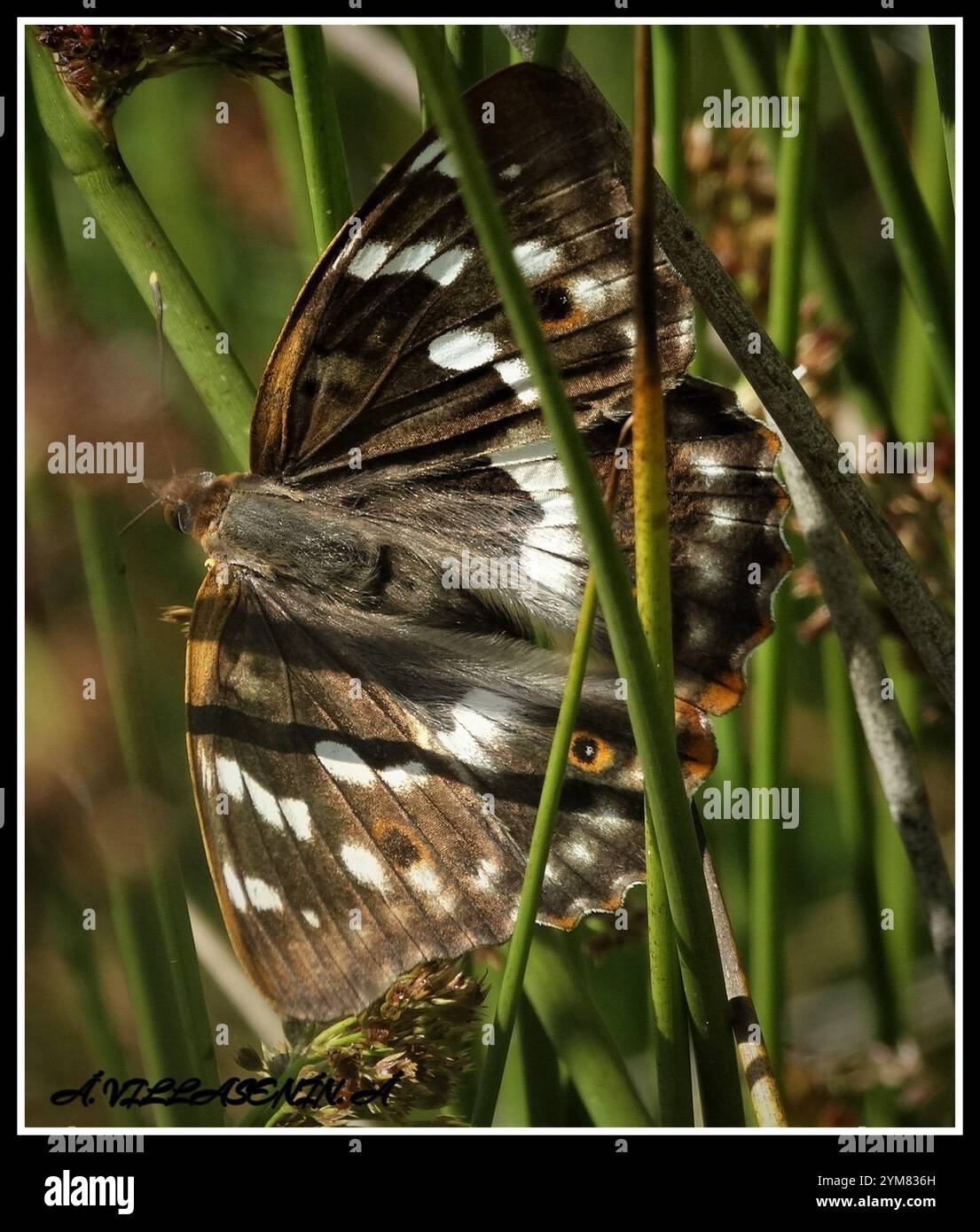 Lesser Purple Emperor (Apatura ilia Stock Photo - Alamy