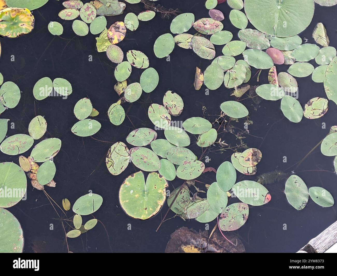 Watershield (Brasenia schreberi Stock Photo - Alamy