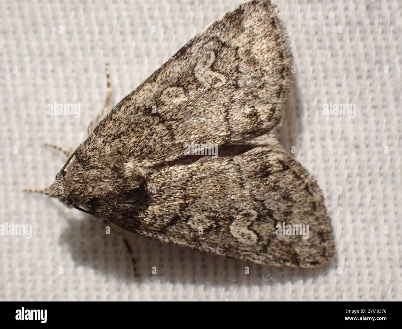 Cutworm Moths and Allies (Noctuidae Stock Photo - Alamy