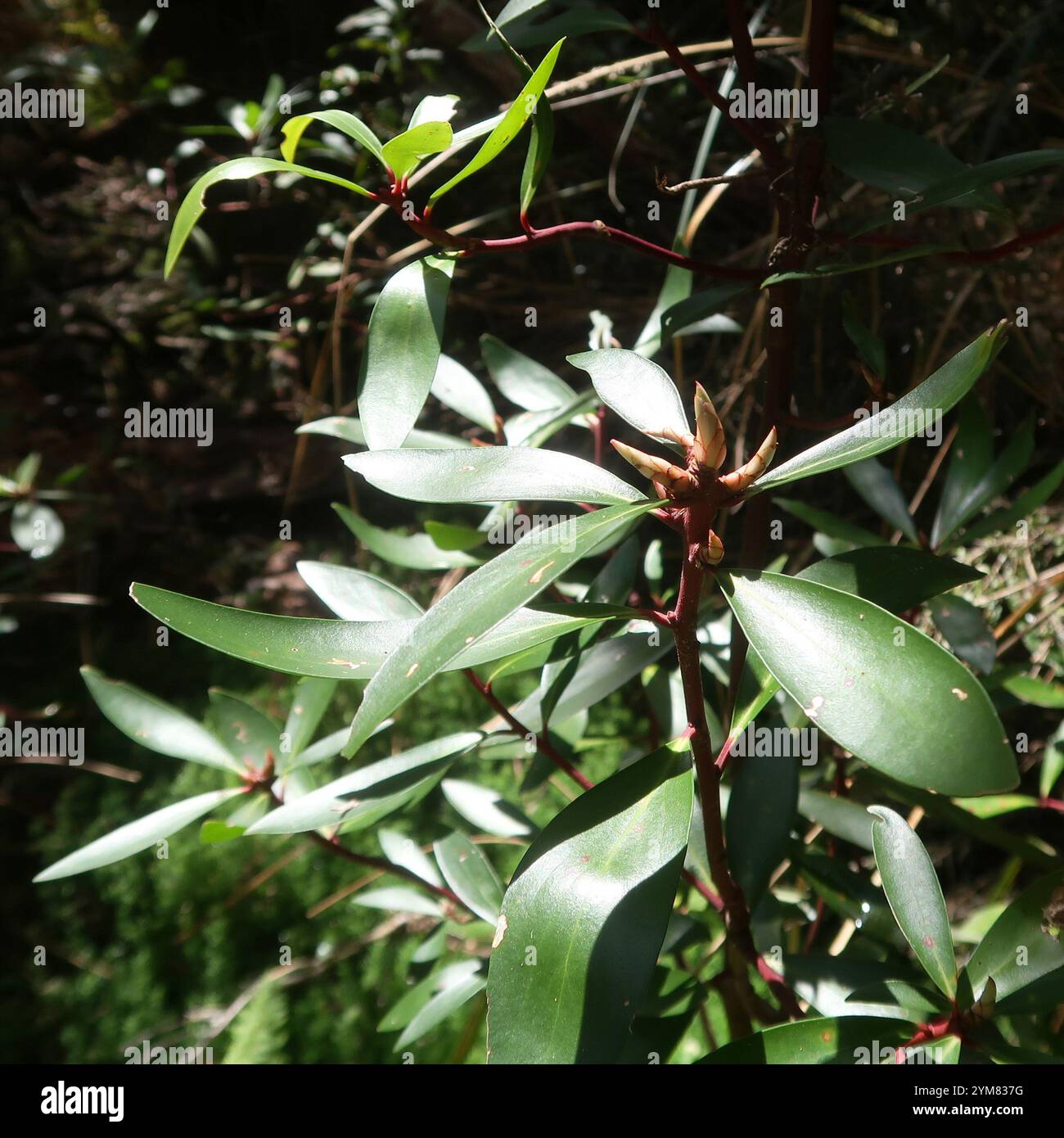 Mountain Pepper (Tasmannia lanceolata Stock Photo - Alamy