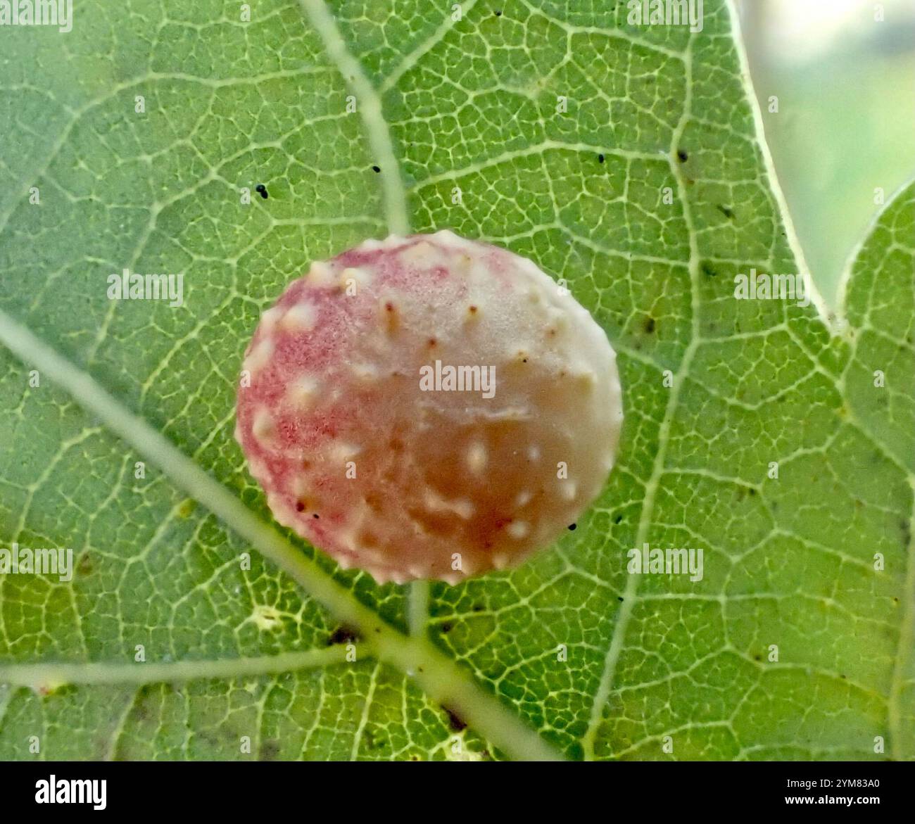 Striped Pea Gall Wasp (Cynips longiventris Stock Photo - Alamy