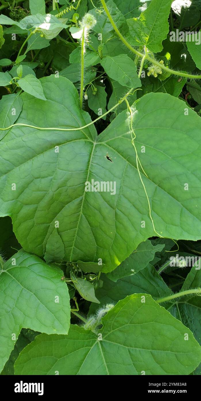 Bur cucumber hi-res stock photography and images - Alamy
