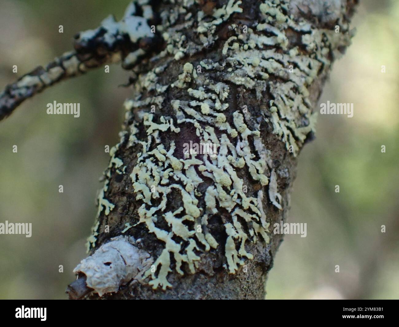 common lichens (Lecanoromycetes Stock Photo - Alamy