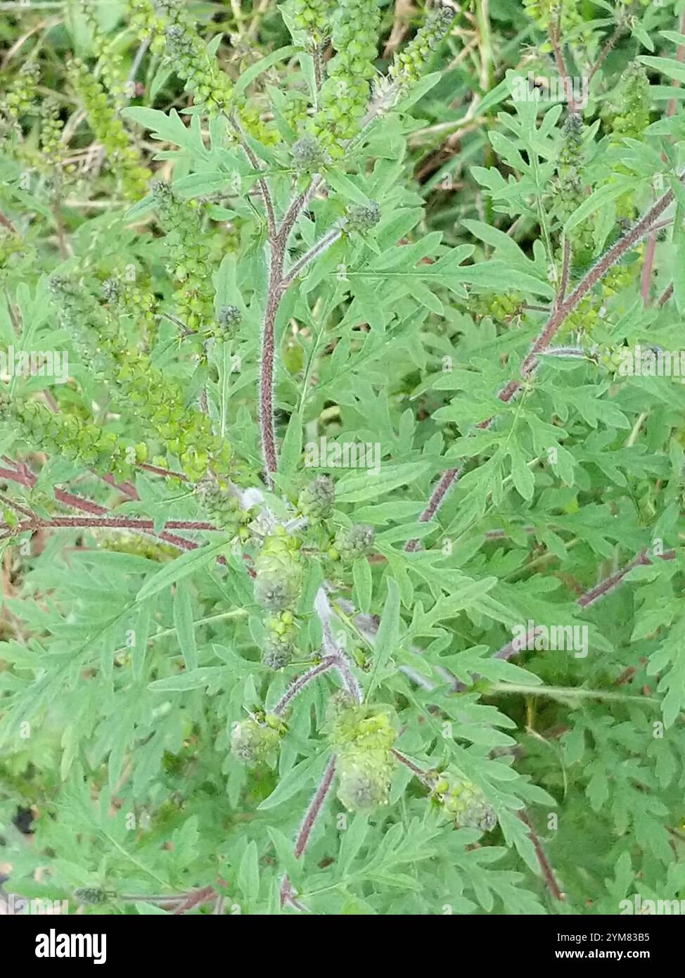 common ragweed (Ambrosia artemisiifolia Stock Photo - Alamy