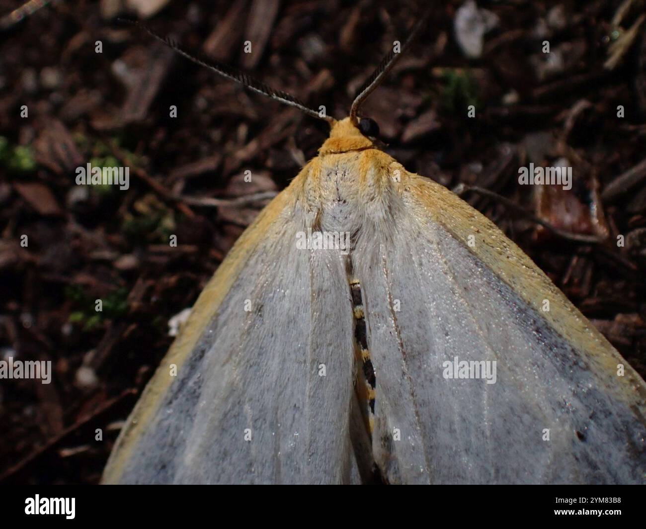 Delicate Cycnia Moth (Cycnia tenera Stock Photo - Alamy