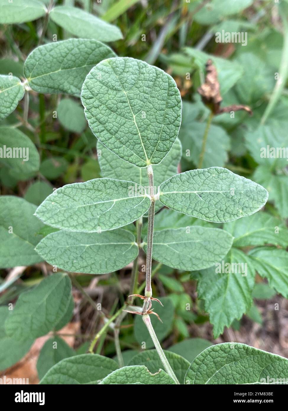 Twining Snoutbean (Rhynchosia tomentosa Stock Photo - Alamy