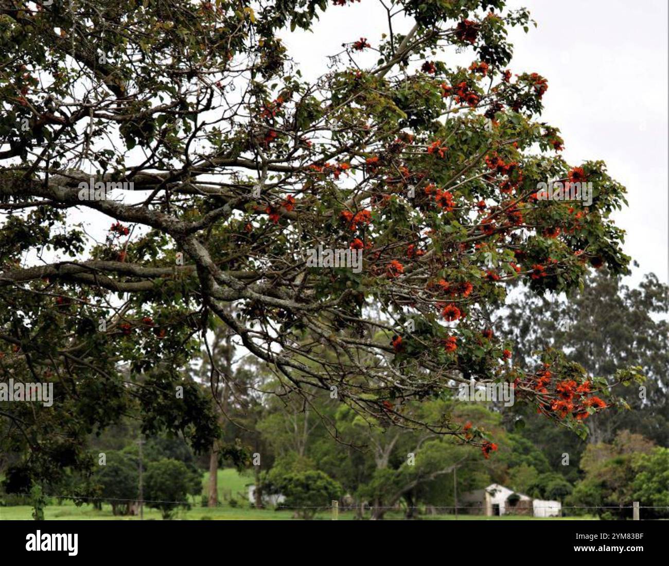 South African Coral Tree (Erythrina caffra Stock Photo - Alamy