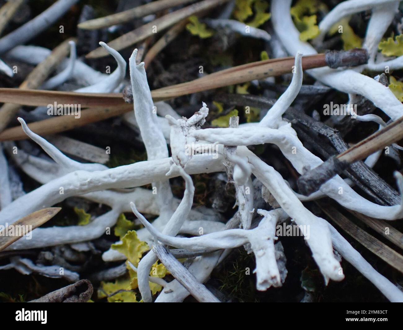 Whiteworm Lichen (Thamnolia vermicularis Stock Photo - Alamy