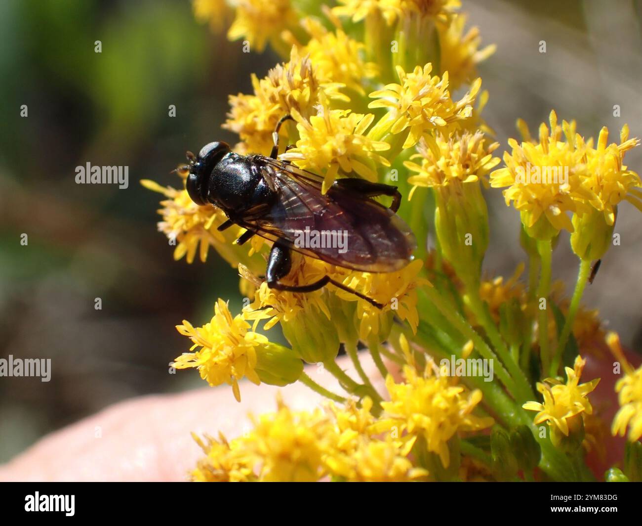 Chalcosyrphus hi-res stock photography and images - Alamy