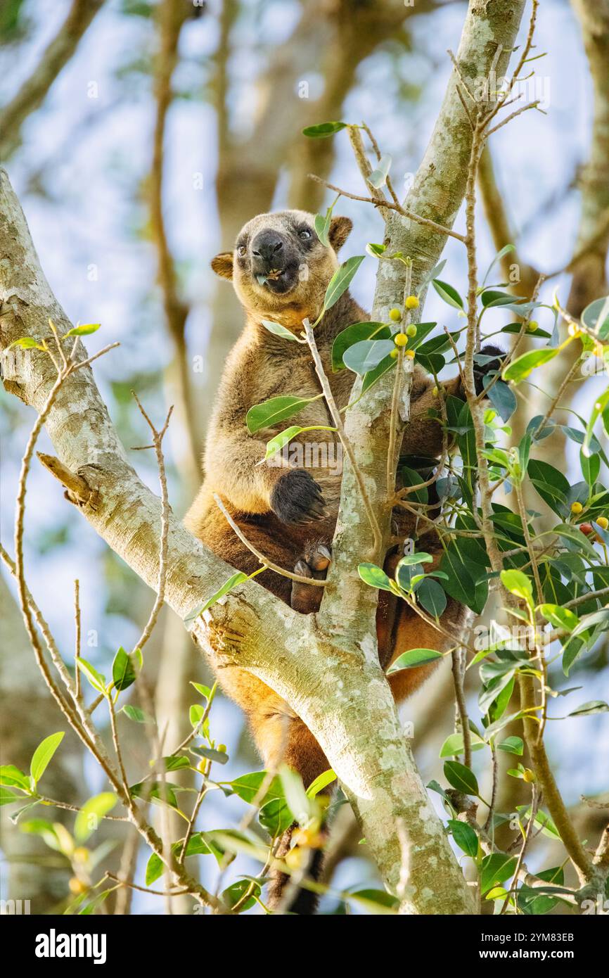 Lumholtz’s tree kangaroo hi-res stock photography and images - Alamy