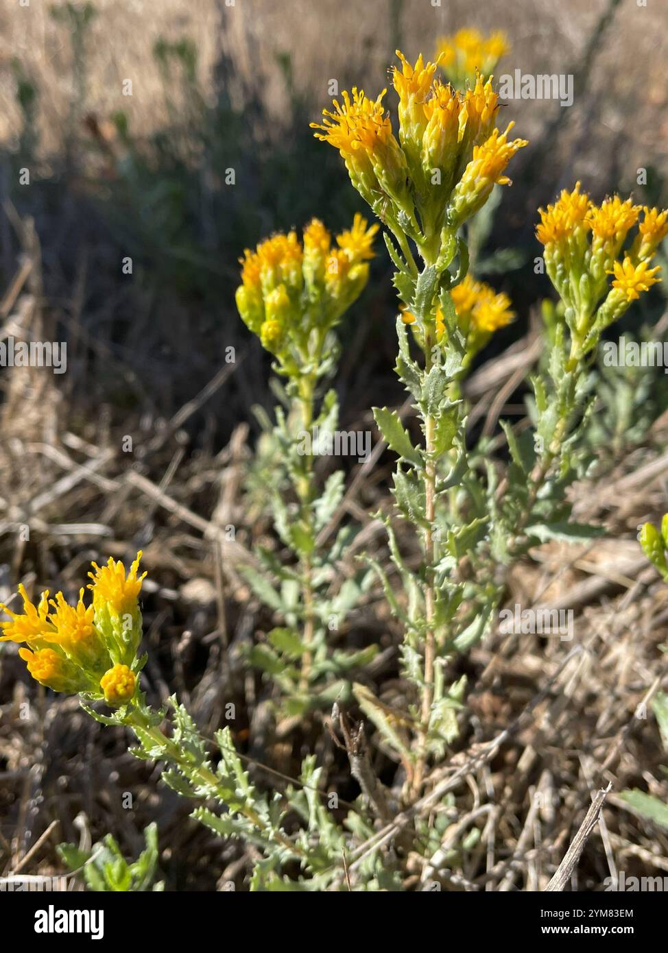 Coastal Goldenbush (Isocoma menziesii Stock Photo - Alamy