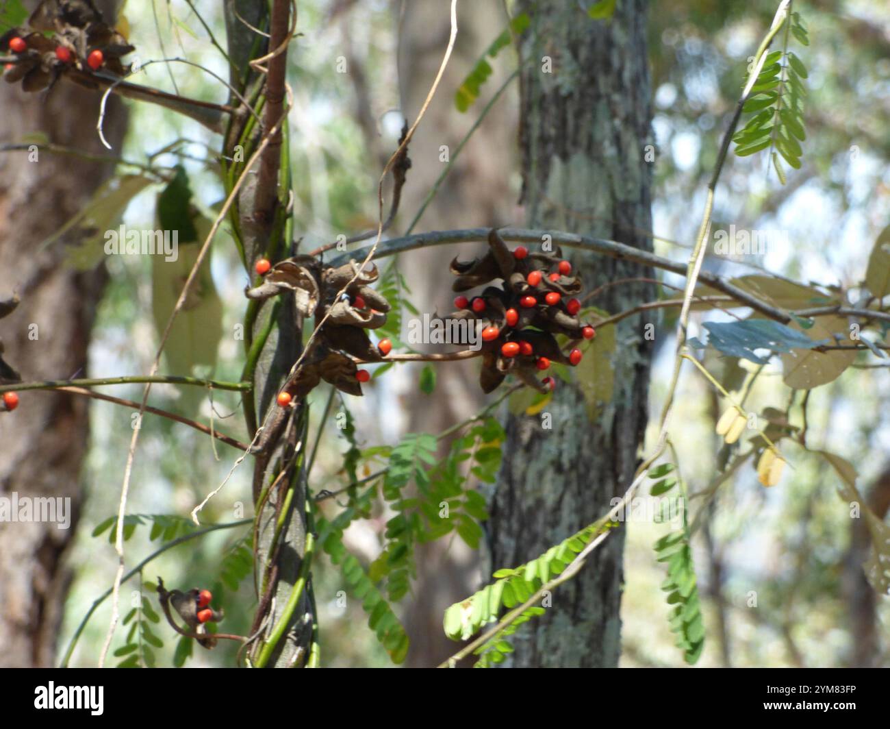 rosary pea (Abrus precatorius Stock Photo - Alamy