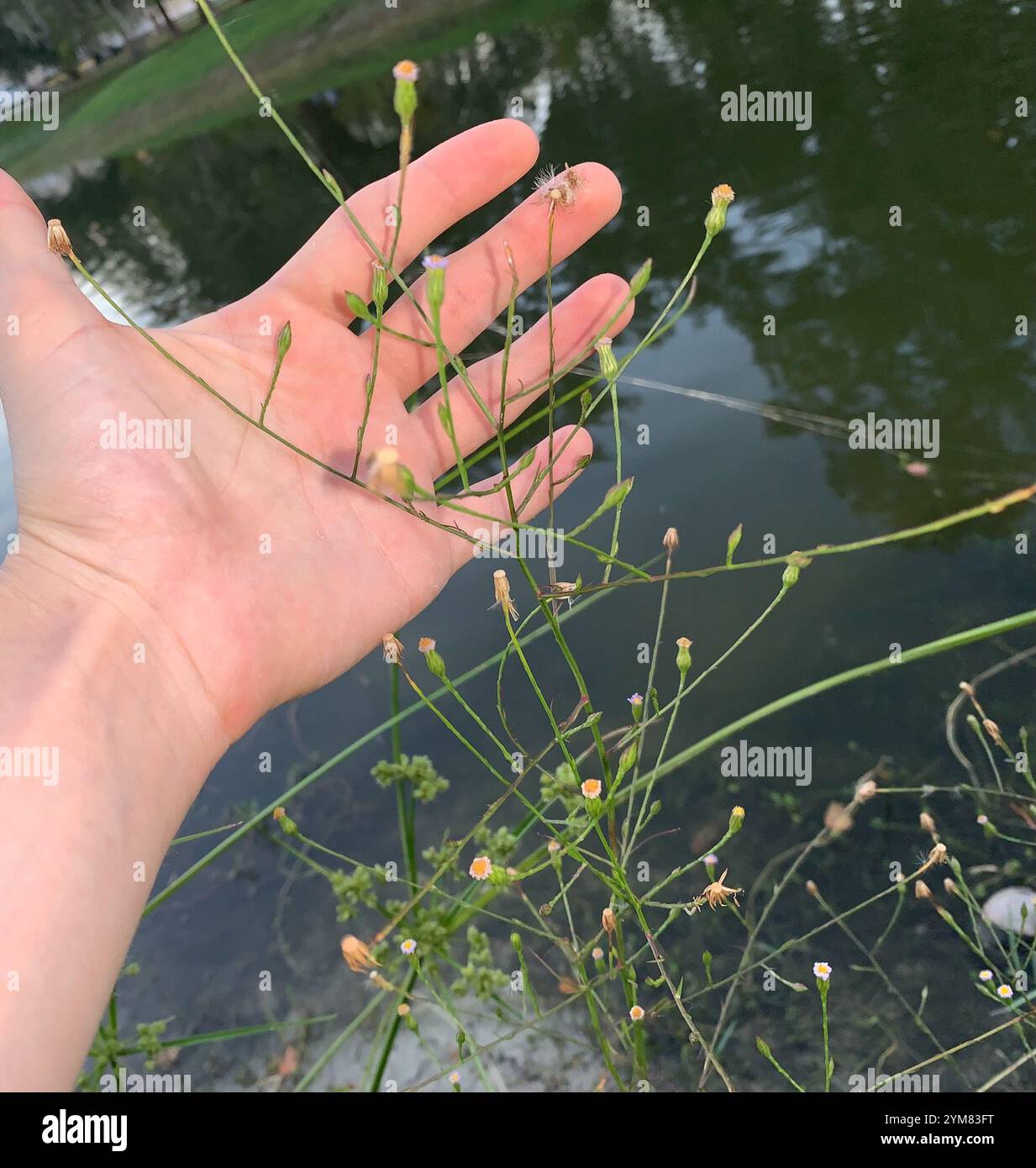 Bahaman aster (Symphyotrichum bahamense Stock Photo - Alamy