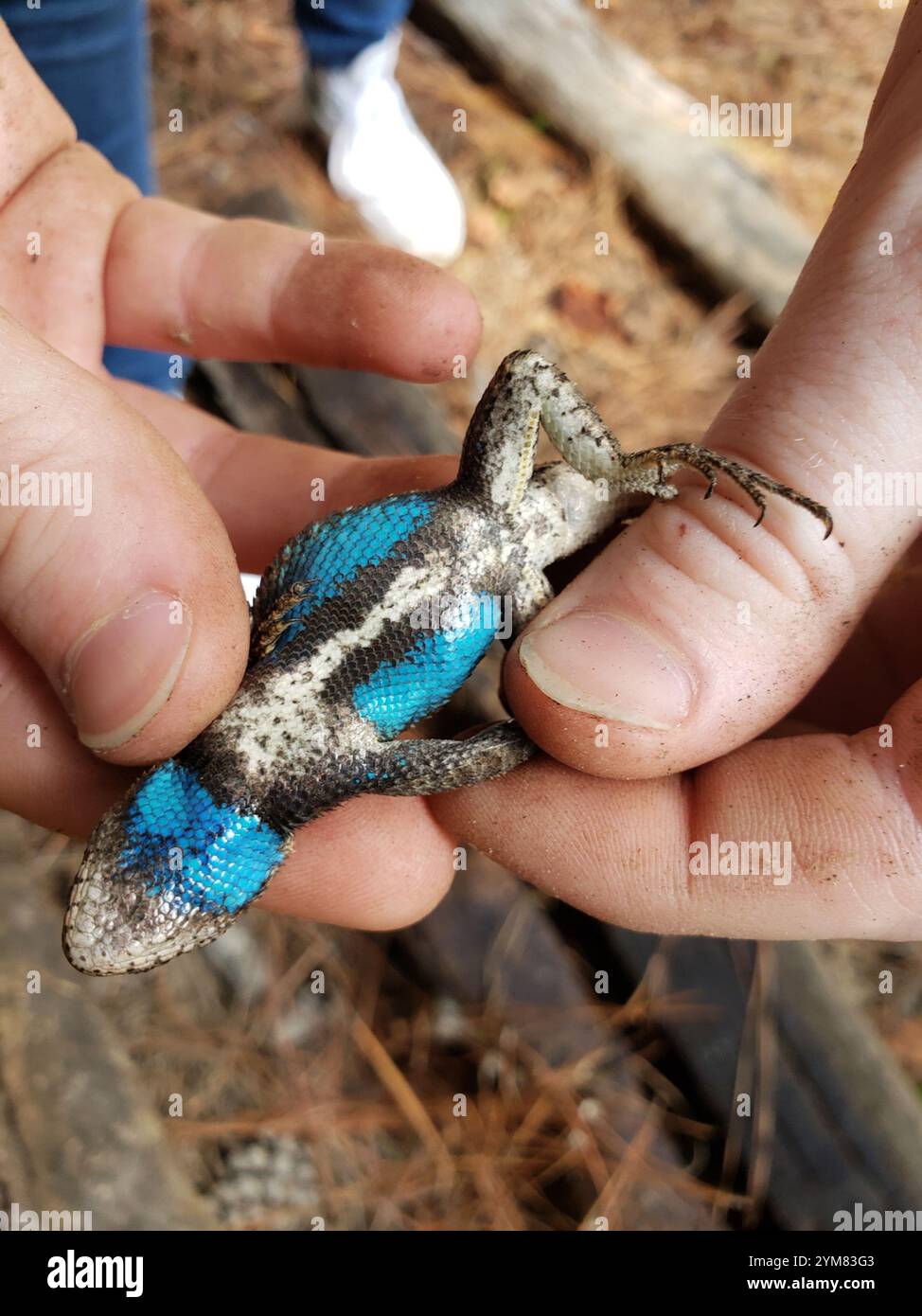 Prairie Lizard (Sceloporus consobrinus Stock Photo - Alamy