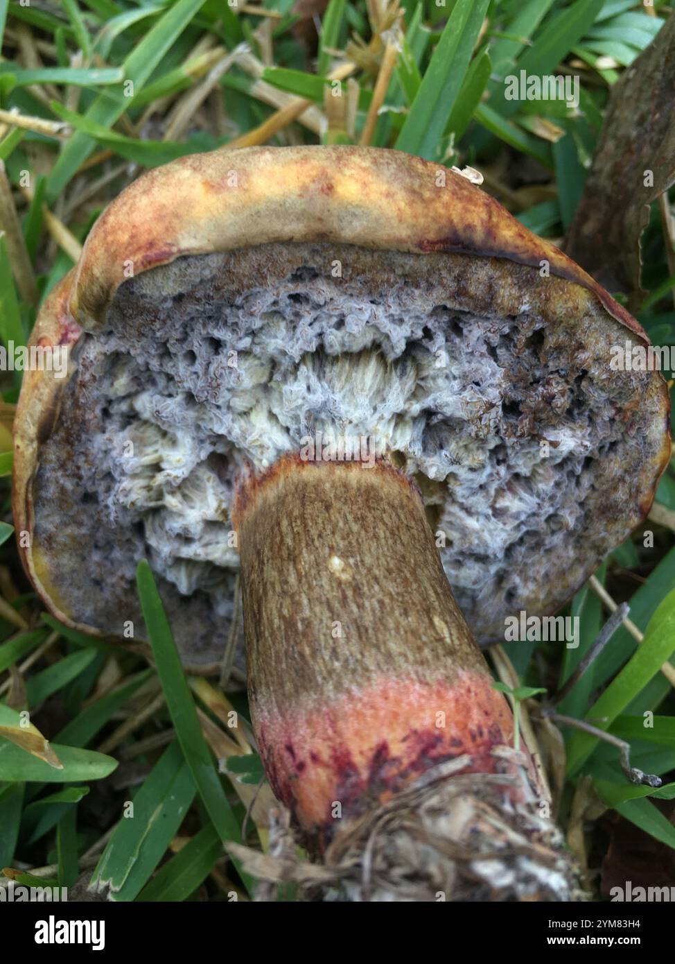 Butter Boletes (Butyriboletus Stock Photo - Alamy