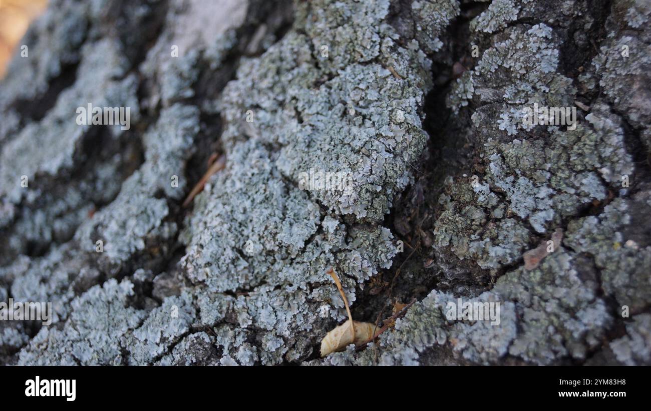 common lichens (Lecanoromycetes Stock Photo - Alamy