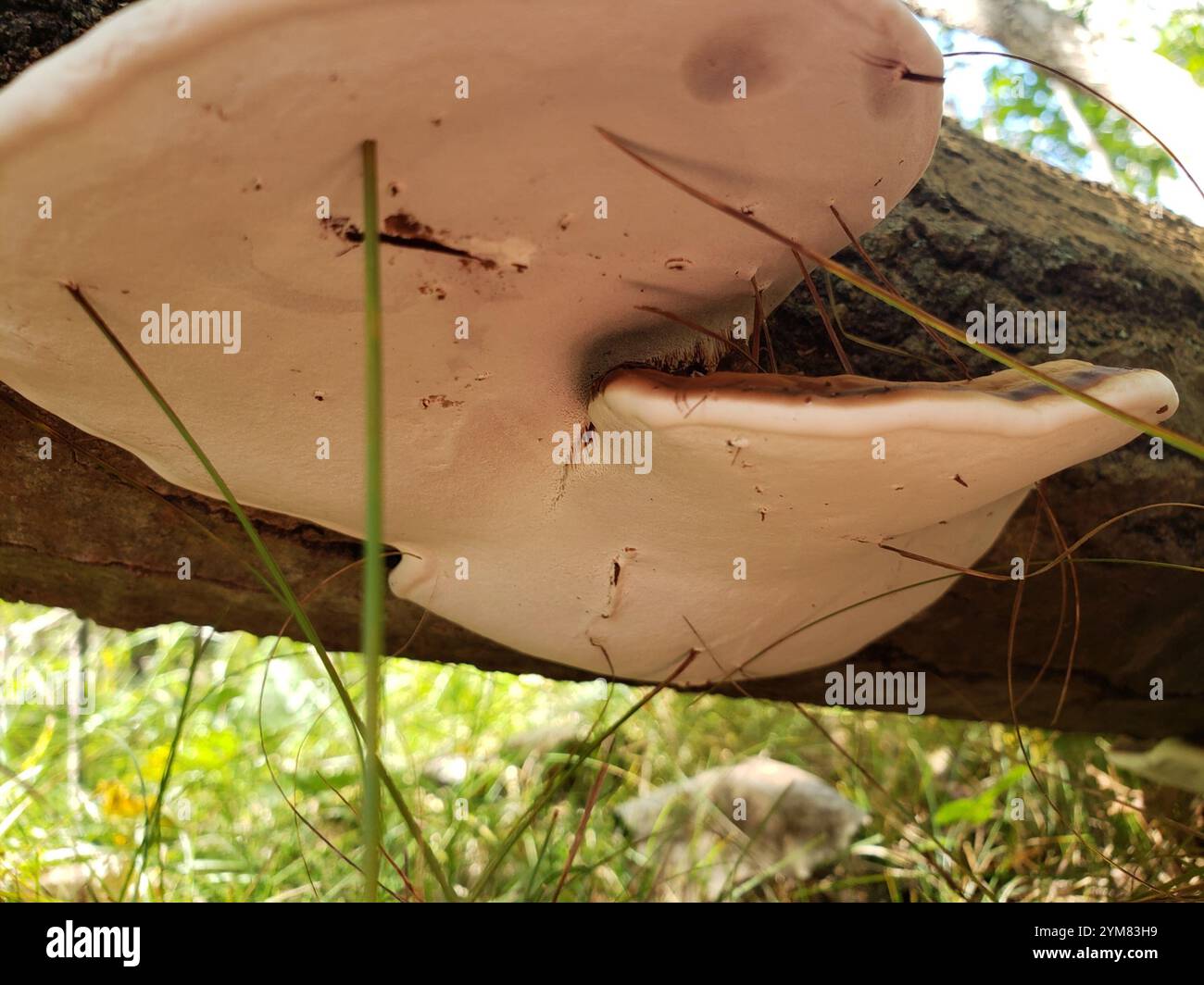 artist's bracket (Ganoderma applanatum Stock Photo - Alamy