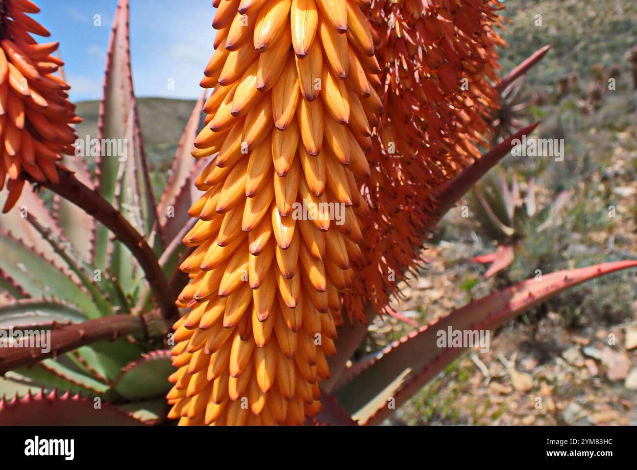Cape Aloe (Aloe ferox Stock Photo - Alamy