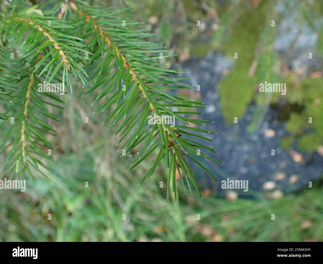 Sitka spruce (Picea sitchensis Stock Photo - Alamy