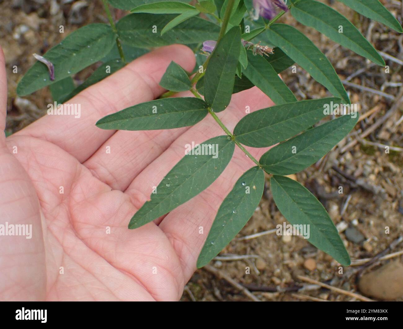 Alpine Sweet-vetch (Hedysarum alpinum Stock Photo - Alamy
