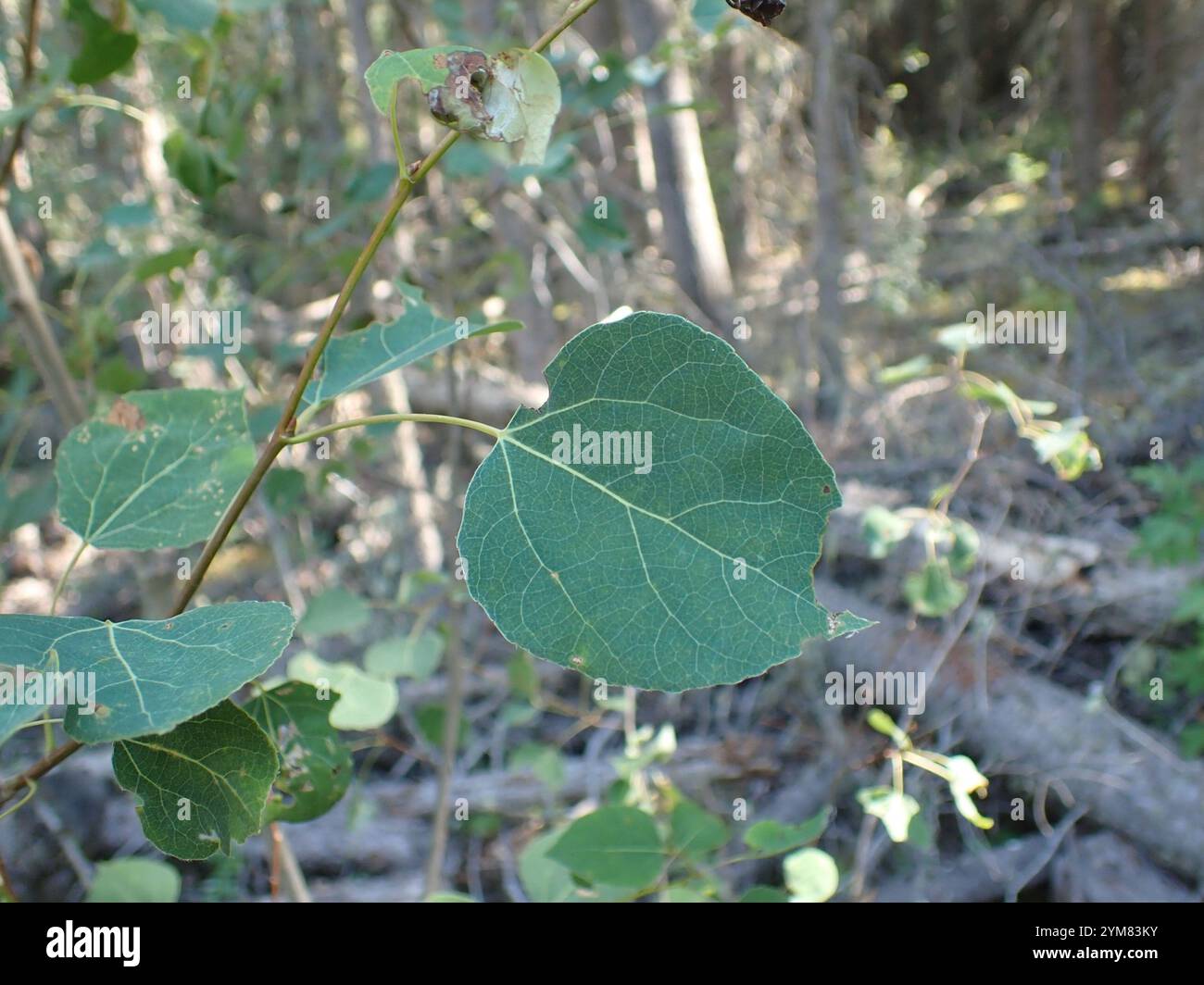 trembling aspen (Populus tremuloides Stock Photo - Alamy