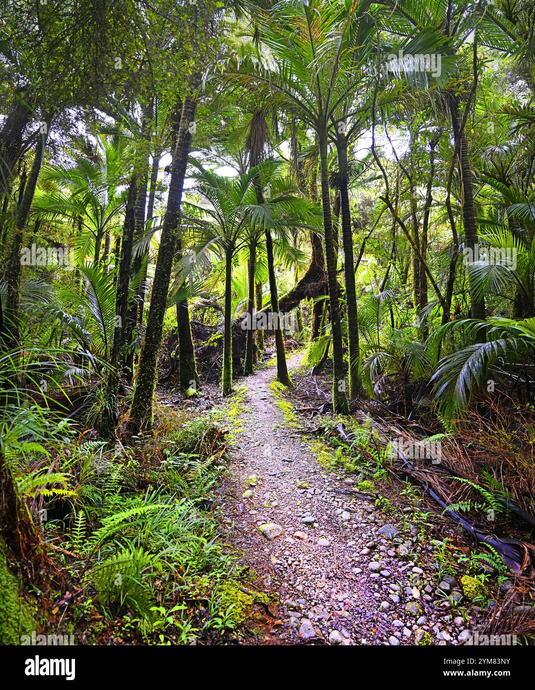 Nikau Palm tree and fern forest at the start of the Heaphy Track, West ...