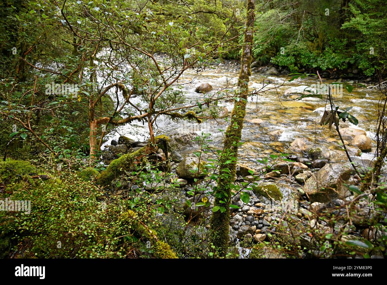 Rahu Saddle Stream and Native Bush, rocks and ferns, West Coast, New ...