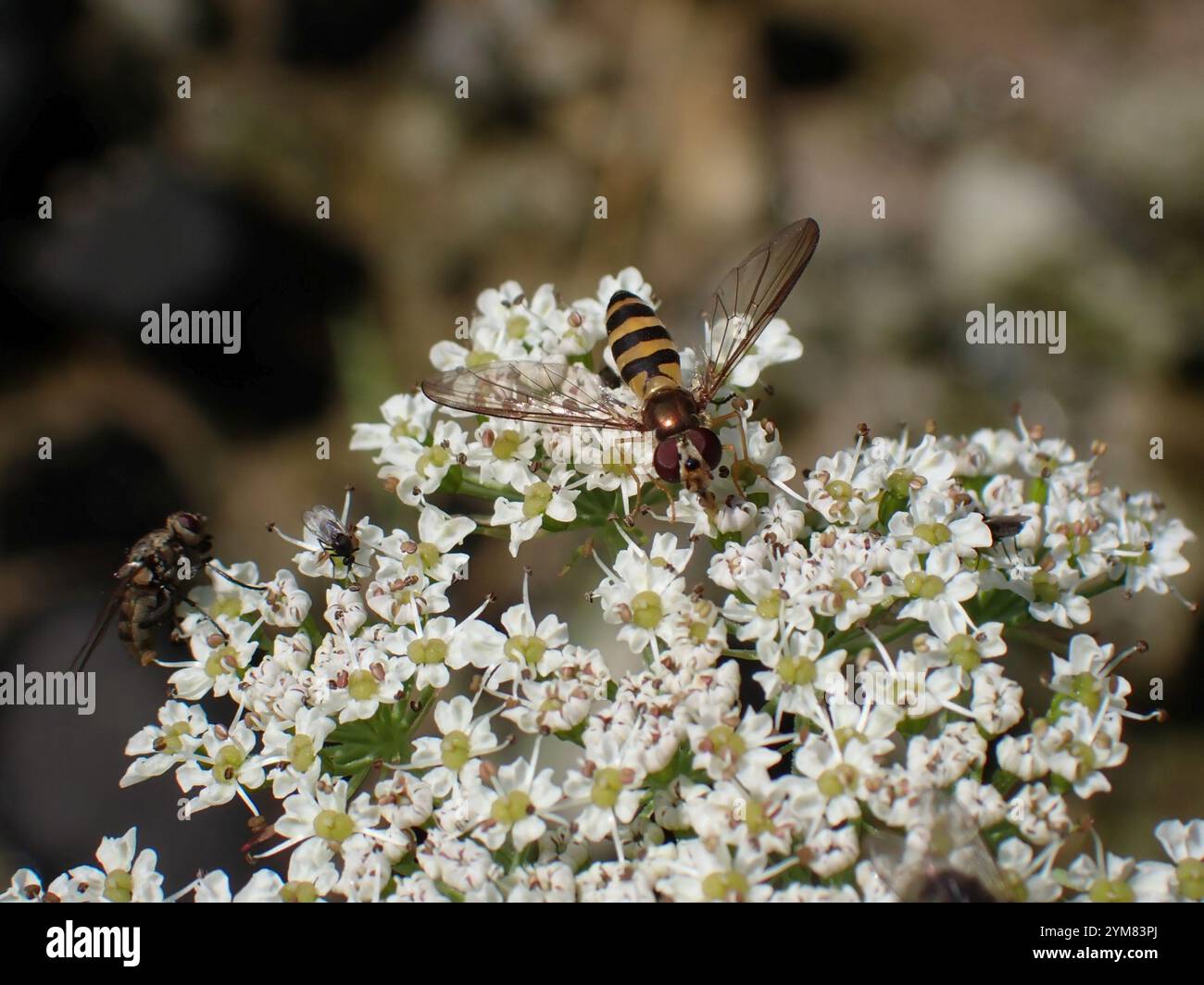 Meliscaeva cinctella hi-res stock photography and images - Alamy