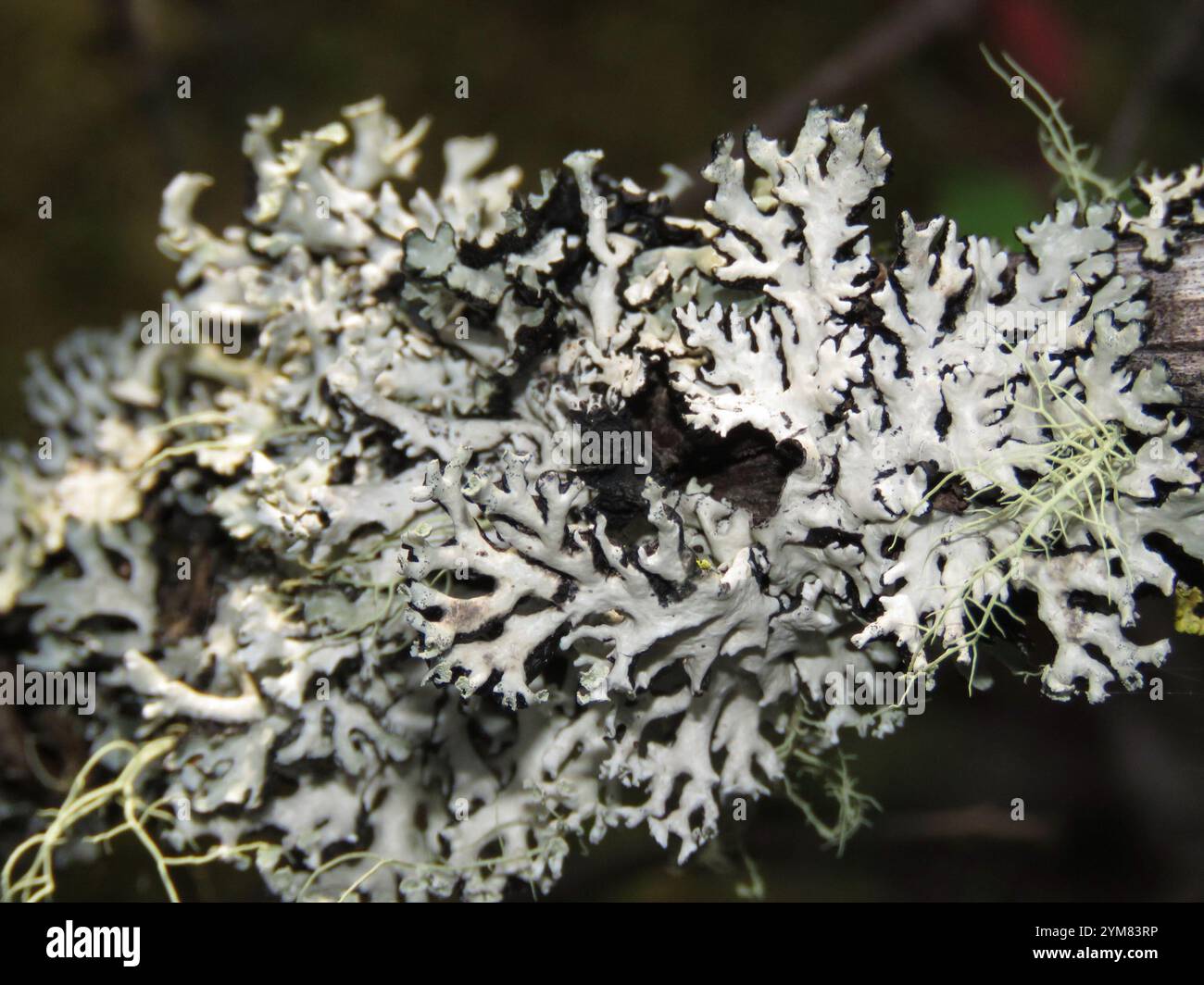 Tube Lichens (Hypogymnia Stock Photo - Alamy