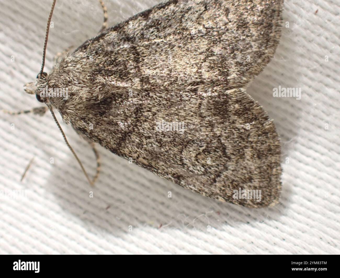 Cutworm Moths and Allies (Noctuidae Stock Photo - Alamy