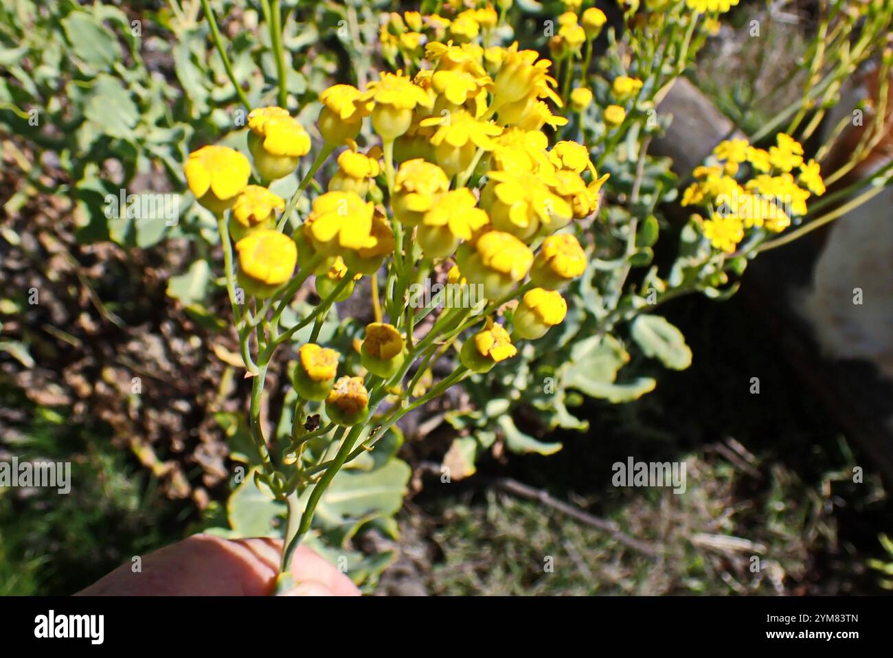 Poorflower Babooncabbage (Othonna parviflora Stock Photo - Alamy