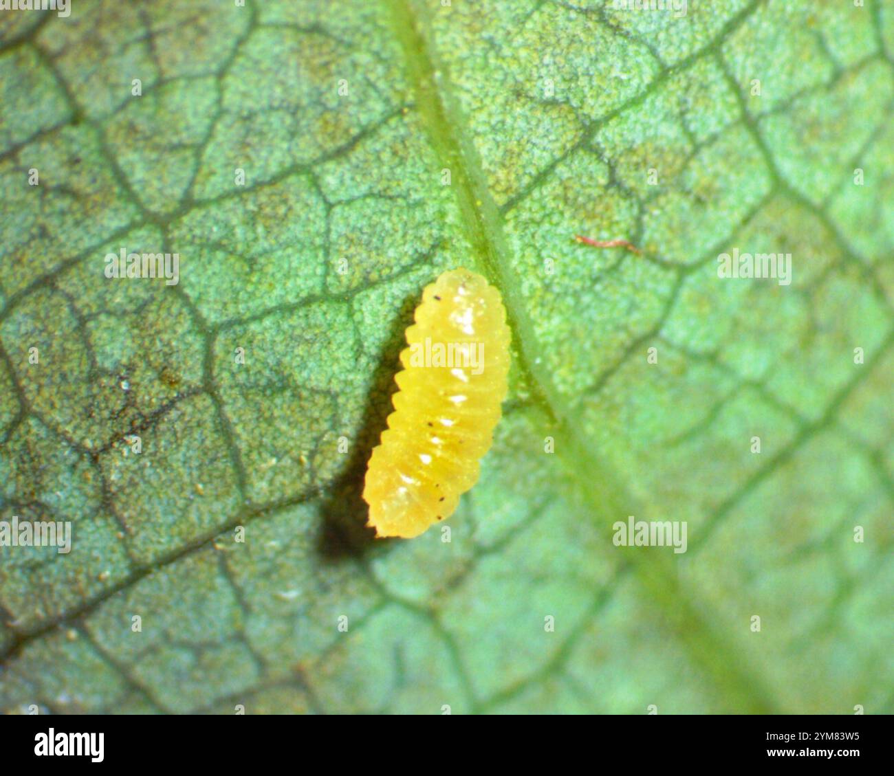 tulip tree leaf spot gall midge (Resseliella liriodendri Stock Photo ...