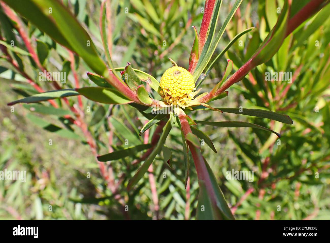 Gumleaf Conebush (Leucadendron eucalyptifolium Stock Photo - Alamy